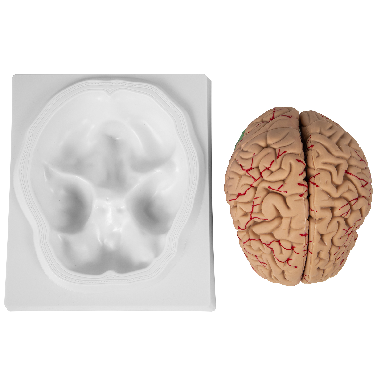 VEVOR Human Brain Model Anatomy 9-Part Model of Brain Life Size Human ...