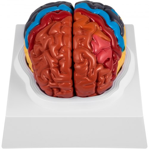 VEVOR Human Brain Model Anatomy 2-Part Model of Brain Color-Coded Life ...