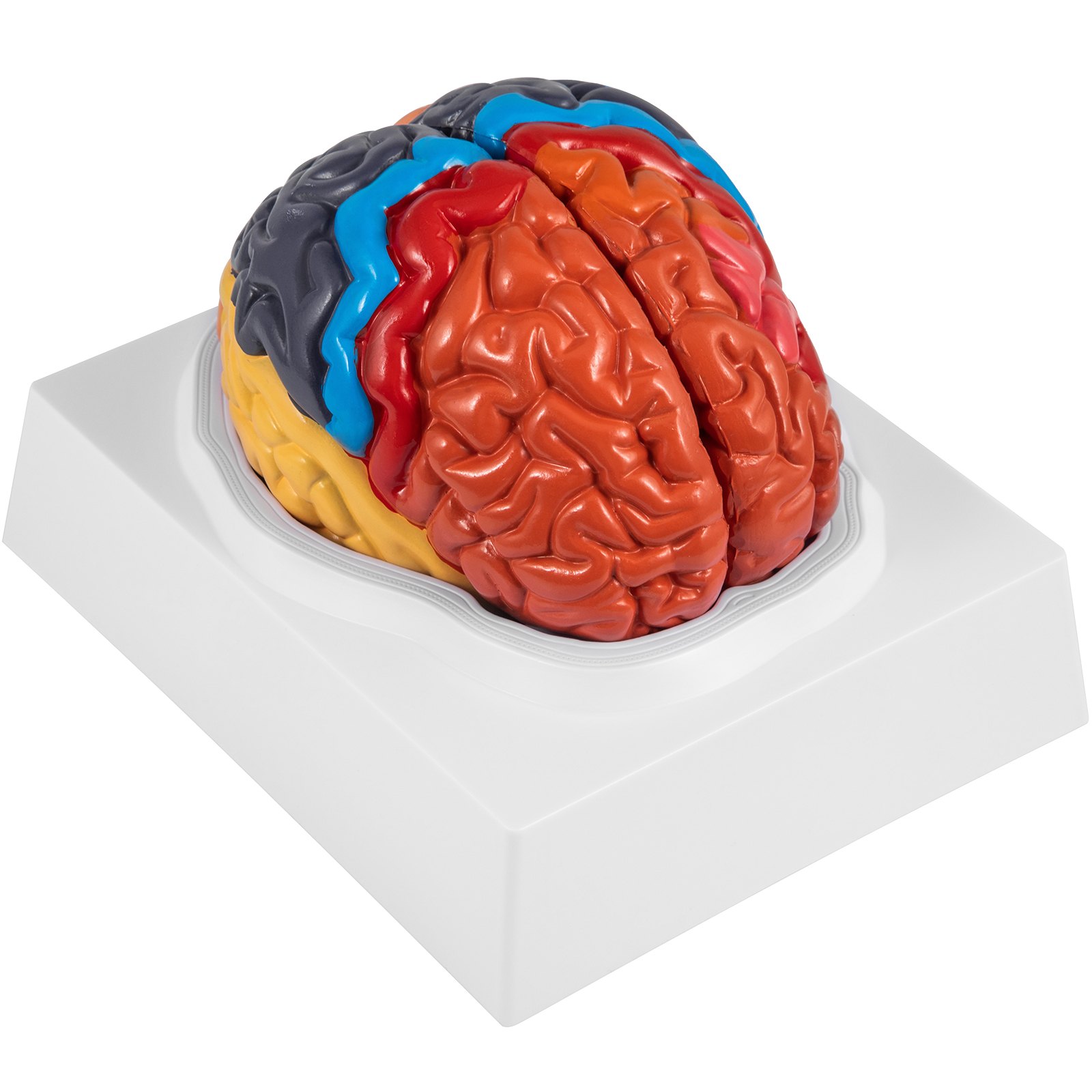 VEVOR Human Brain Model Anatomy 2-Part Model of Brain Color-Coded Life ...