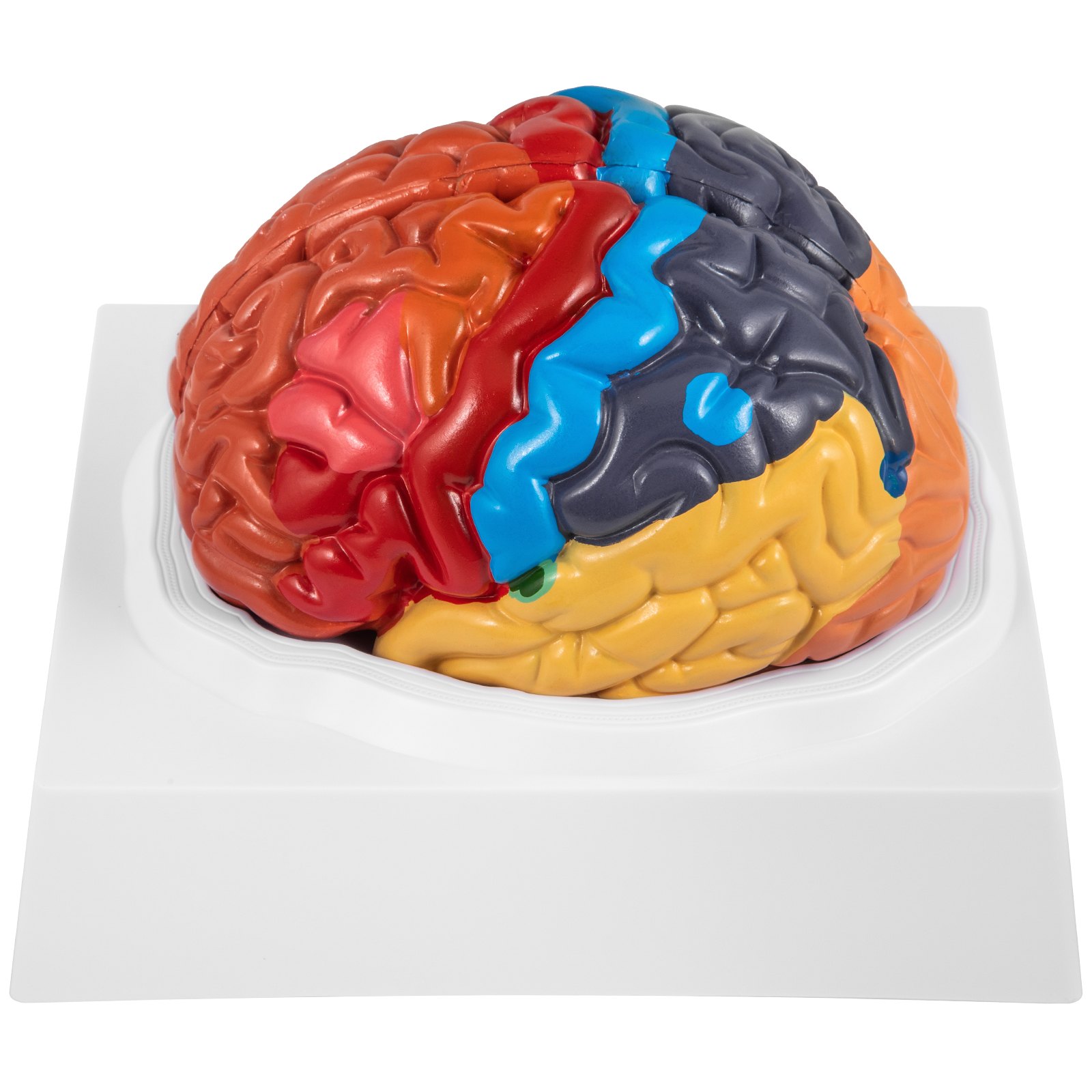 VEVOR Human Brain Model Anatomy 2-Part Model of Brain Color-Coded Life ...