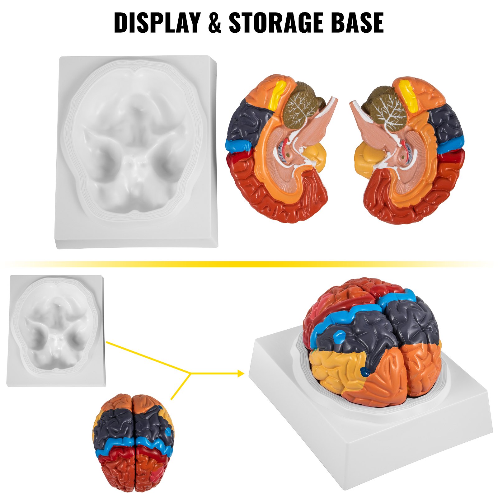 VEVOR Human Brain Model Anatomy 2-Part Model of Brain Color-Coded Life ...