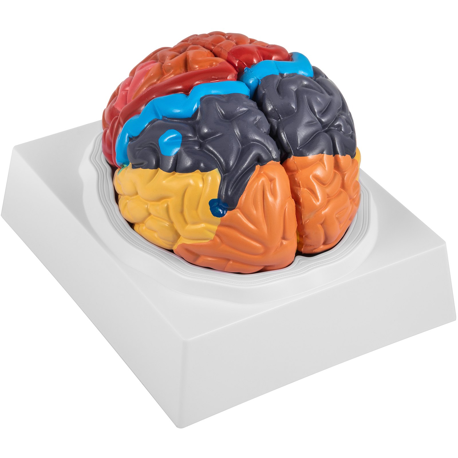 VEVOR Human Brain Model Anatomy 2-Part Model of Brain Color-Coded Life ... VEVOR Human Brain Model Anatomy 2-Part Model of Brain Color-Coded Life ...