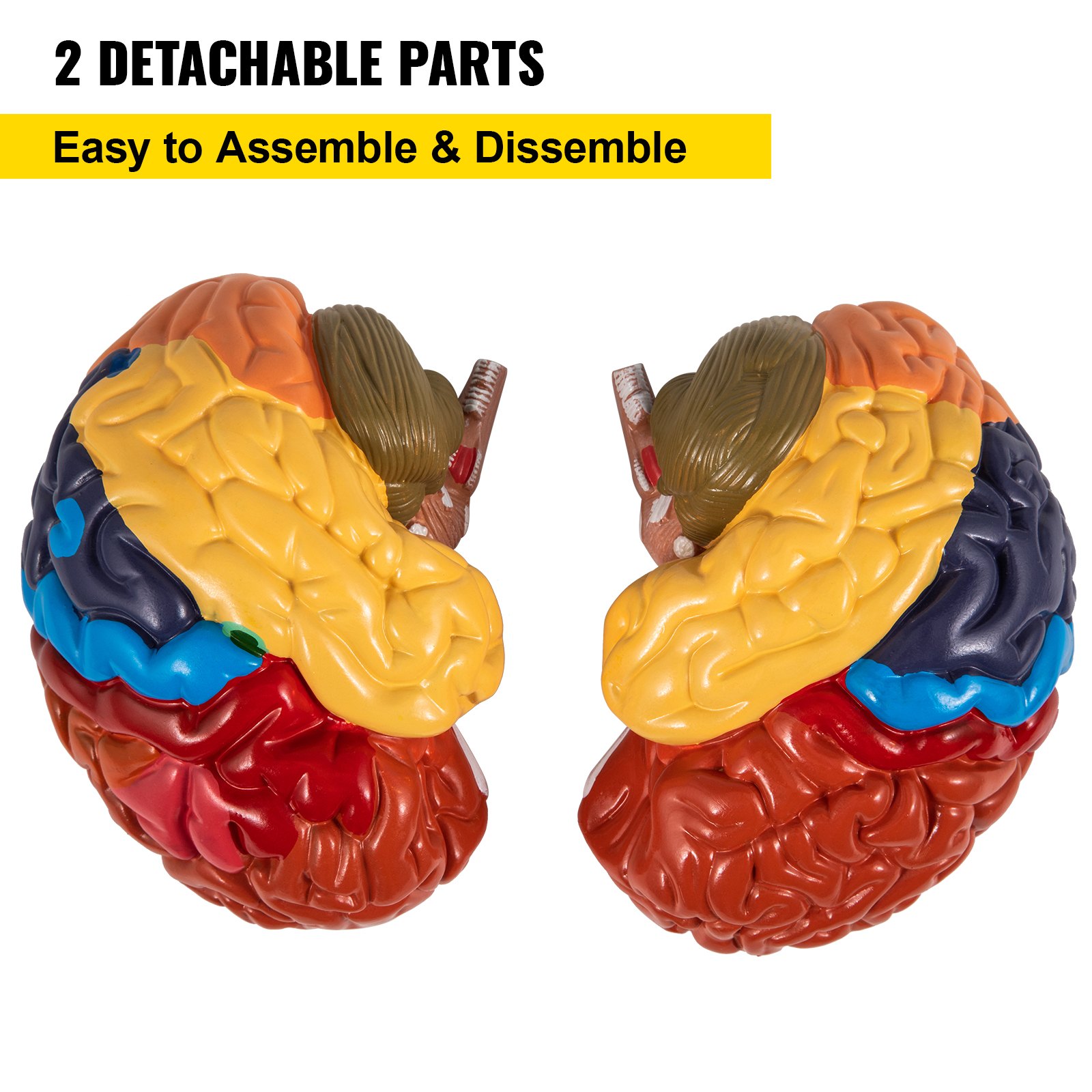 VEVOR Human Brain Model Anatomy 2-delad modell av hjärnan Färgkodad ...