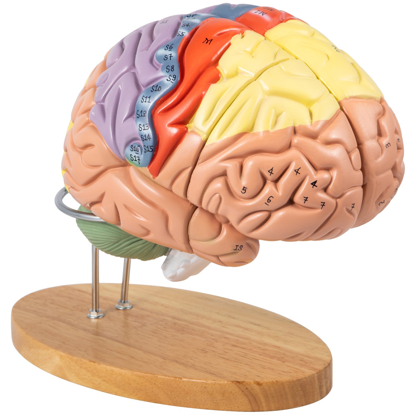 VEVOR Human Brain Model Anatomy 4-Part Model of Brain w/ Labels ...