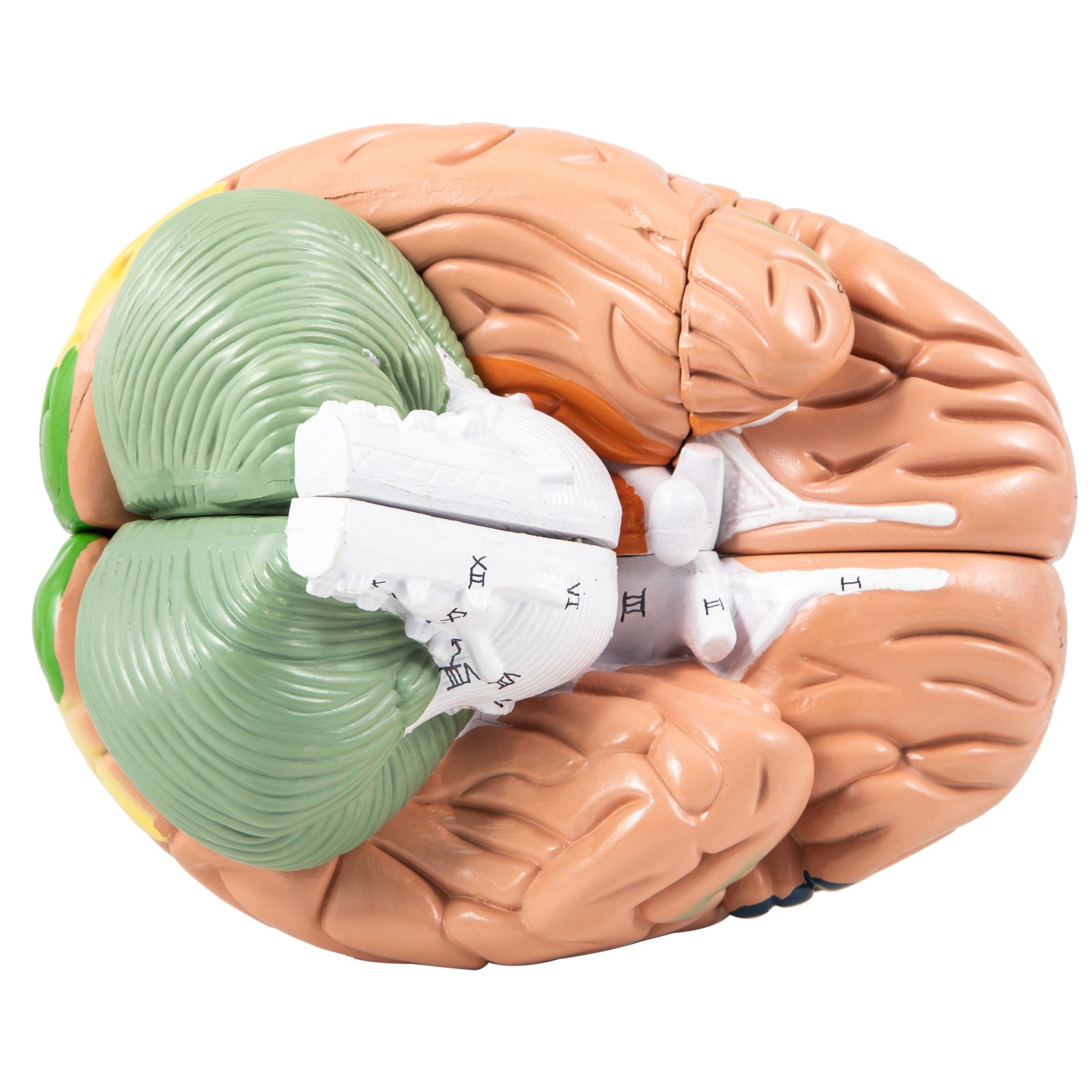 VEVOR Human Brain Model Anatomy 4-Part Model of Brain w/ Labels ...