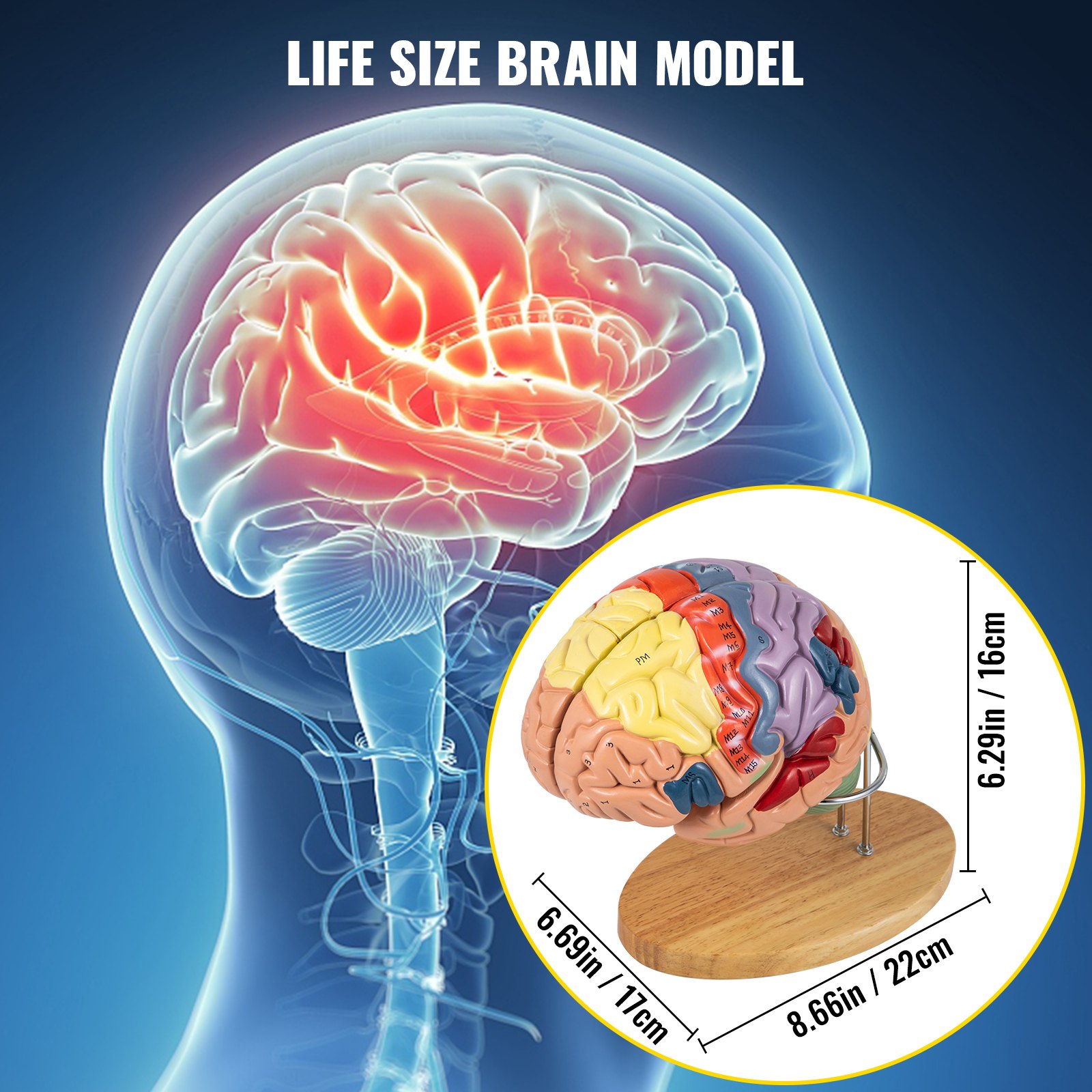 VEVOR Human Brain Model Anatomy 4-Part Model of Brain w/ Labels ...