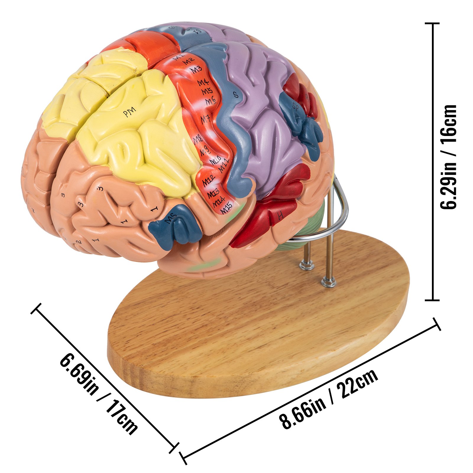 VEVOR Human Brain Model Anatomy 4-Part Model of Brain w/ Labels ...