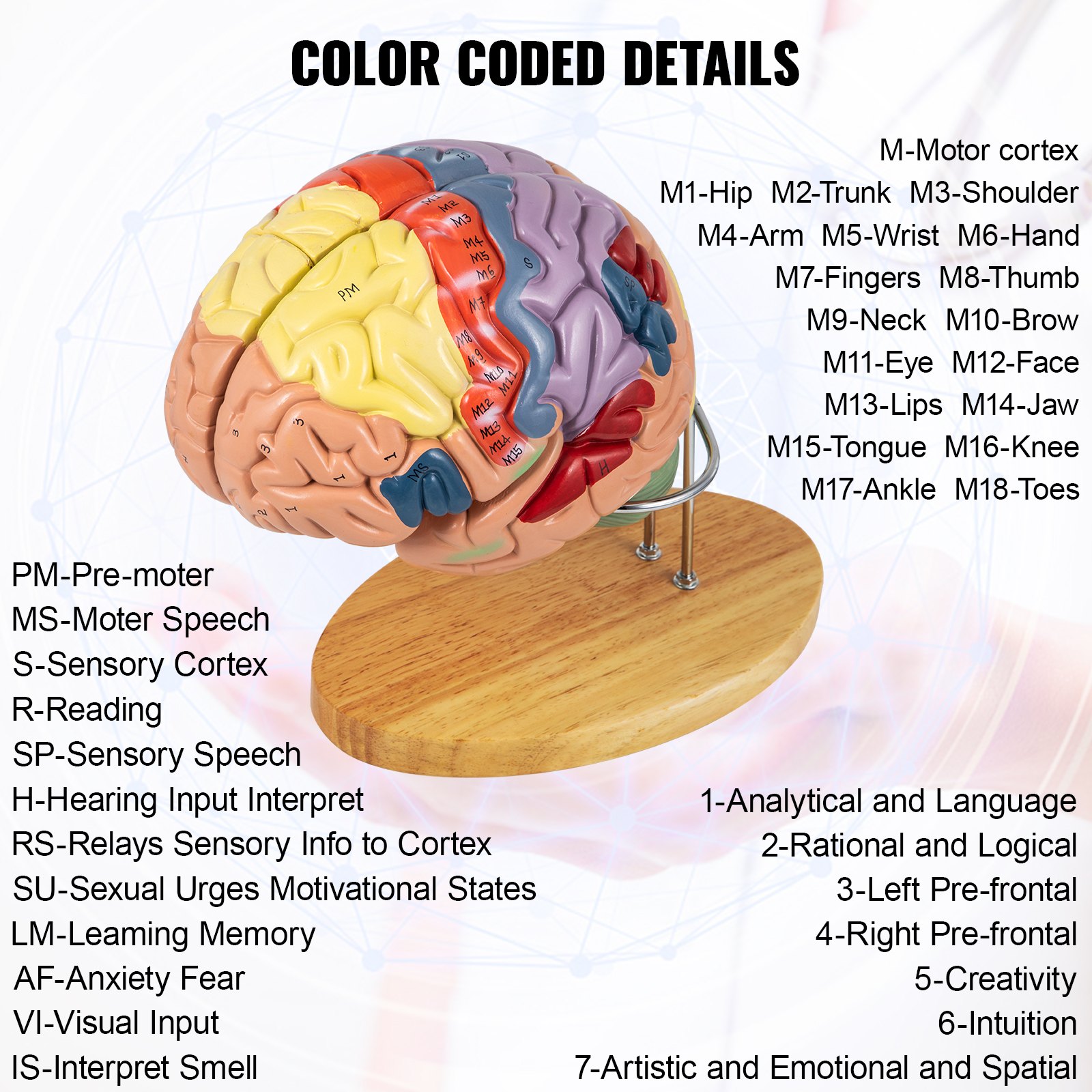 VEVOR Human Brain Model Anatomy 4-Part Model of Brain w/Labels ...