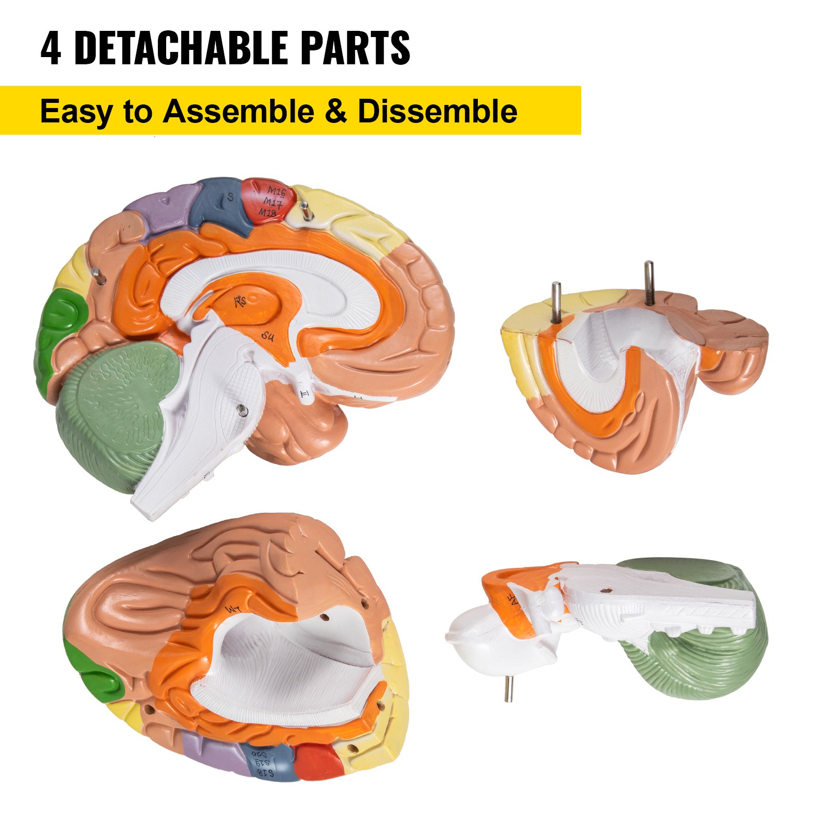 VEVOR Human Brain Model Anatomy 4-Part Model of Brain w/Labels ... VEVOR Human Brain Model Anatomy 4-Part Model of Brain w/Labels ...