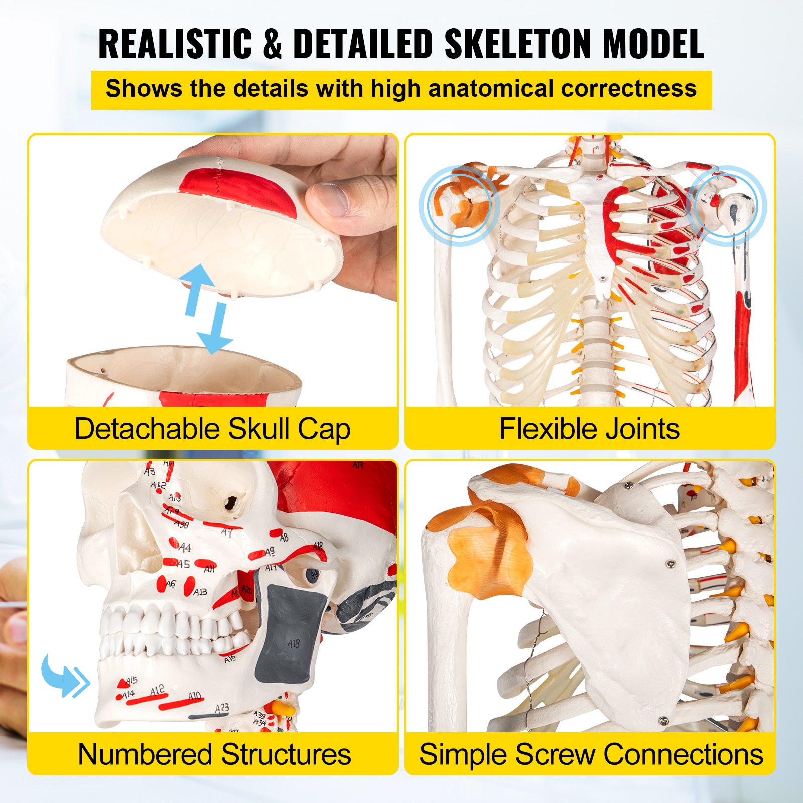 VEVOR Human Skeleton Model Anatomical Skeleton Model Life Size w ...