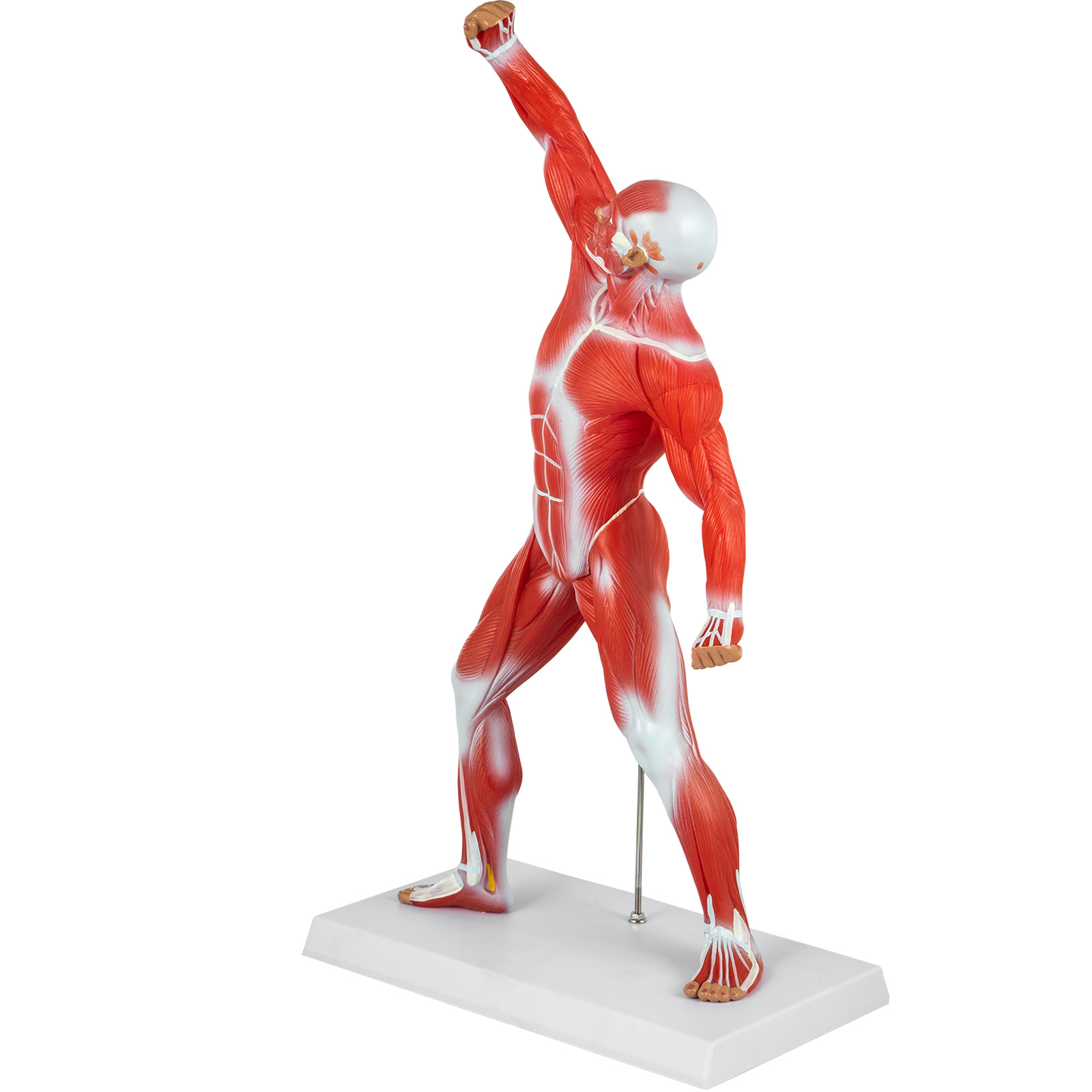 VEVOR VEVOR Anatomical Human Muscle Model Muscle Anatomy Model 50cm ...