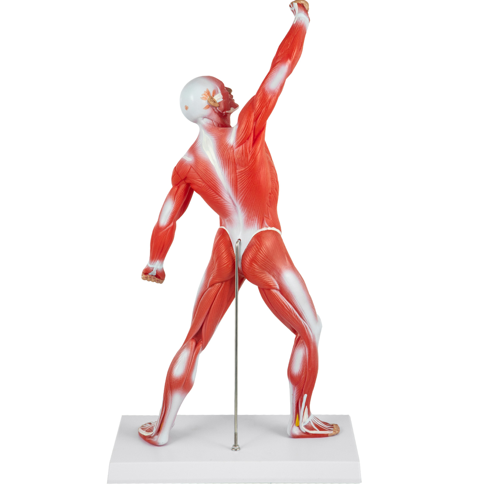 VEVOR VEVOR Anatomical Human Muscle Model Muscle Anatomy Model 50cm ...
