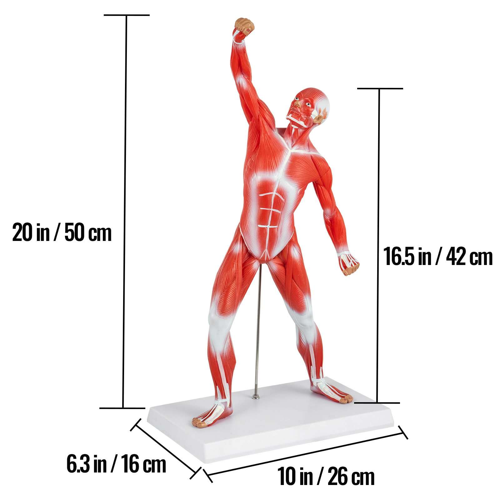 VEVOR VEVOR Anatomical Human Muscle Model Muscle Anatomy Model 50cm ...