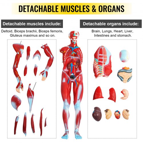 VEVOR Human Muscular Figure, 27 Parts Muscular Anatomy Model, Half Life ...