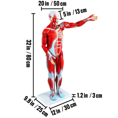 VEVOR Human Muscular Figure, 27 Parts Muscular Anatomy Model, Half Life ...