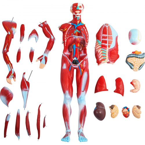 VEVOR Human Muscular Figure, 27 Parts Muscular Anatomy Model, Half Life ...