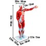 VEVOR Human Muscular Figure, 27 Parts Muscular Anatomy Model, Half Life ...