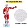 VEVOR Human Muscular Figure, 27 Parts Muscular Anatomy Model, Half Life ...
