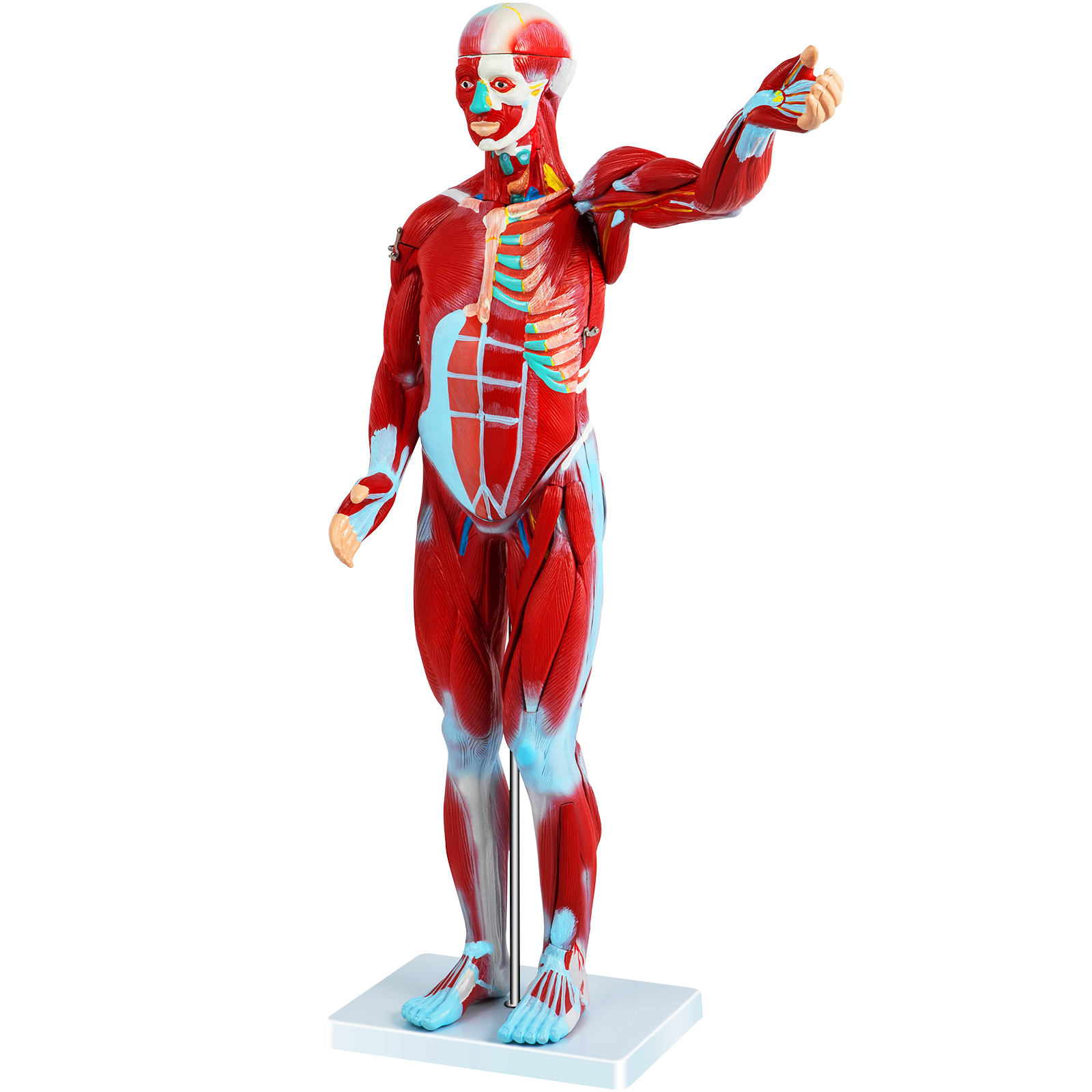 VEVOR Human Muscular Figure, 27 Parts Muscular Anatomy Model, Half Life ...