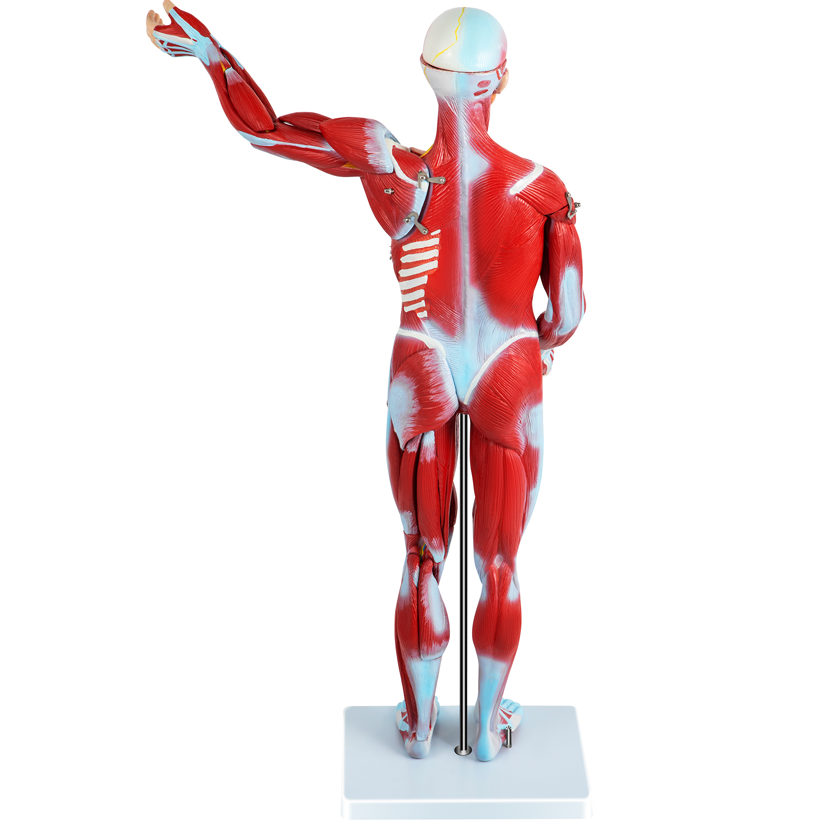 VEVOR Human Muscular Figure, 27 Parts Muscular Anatomy Model, Half Life ...