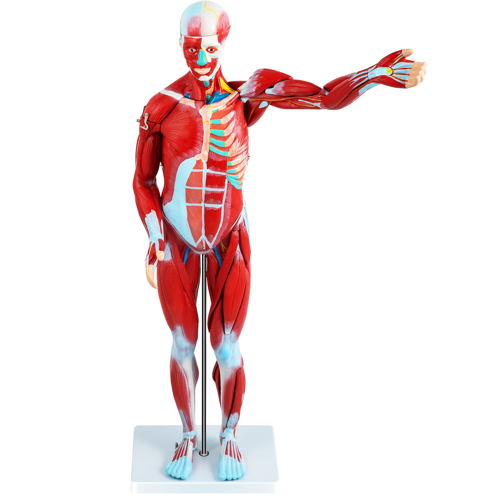 VEVOR Human Muscular Figure, 27 Parts Muscular Anatomy Model, Half Life ...