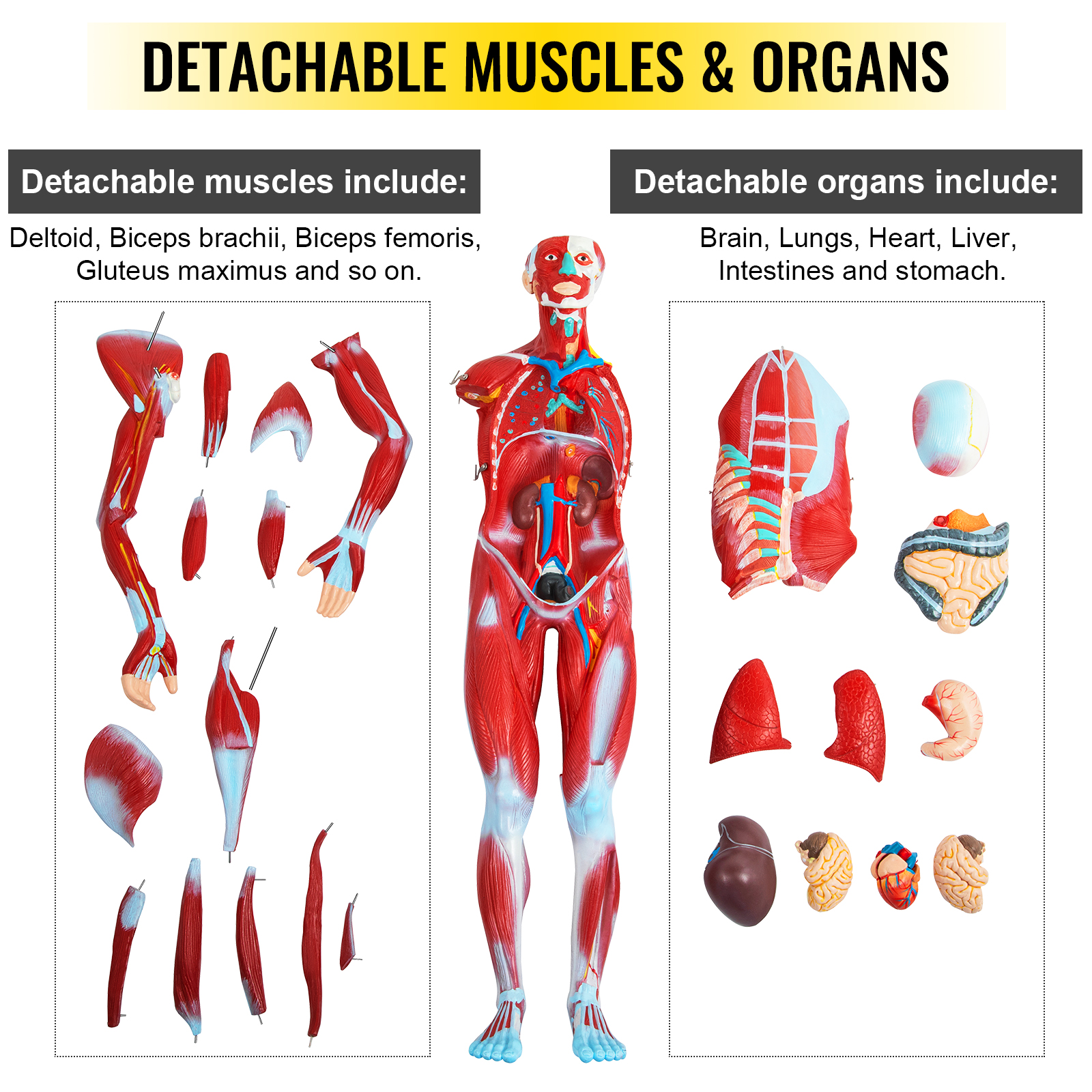 VEVOR Human Muscular Figure, 27 Parts Muscular Anatomy Model, Half Life ...