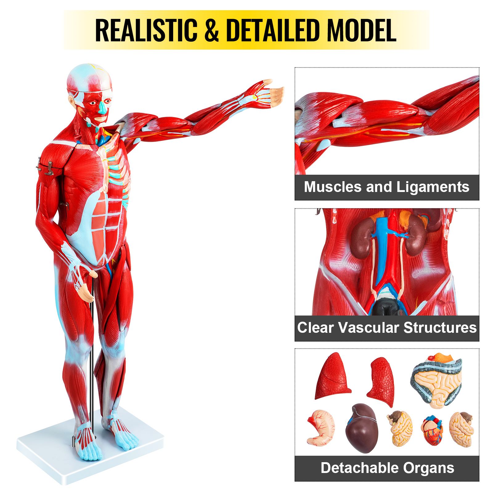 VEVOR Human Muscular Figure, 27 Parts Muscular Anatomy Model, Half Life ...