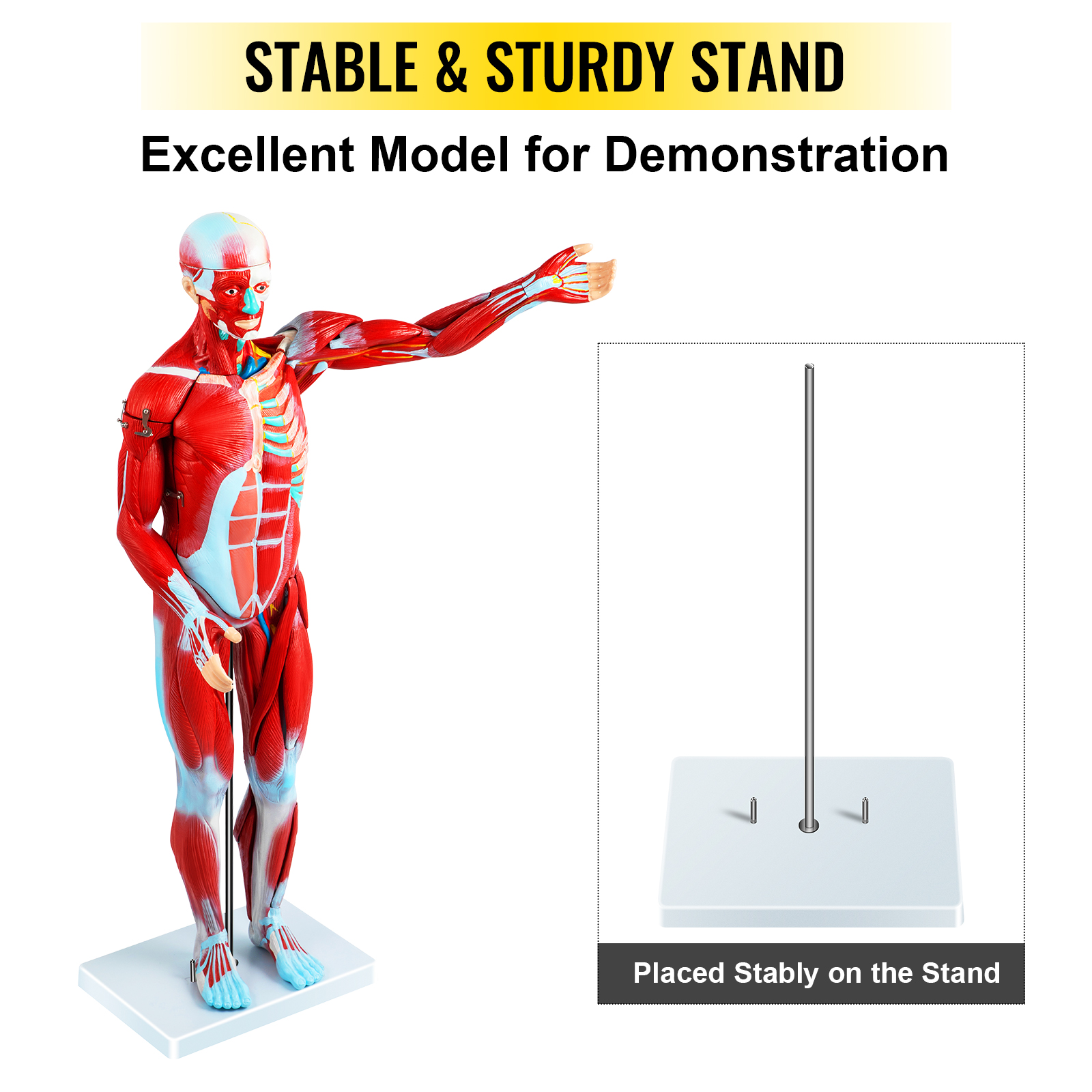 VEVOR Human Muscular Figure, 27 Parts Muscular Anatomy Model, Half Life ...