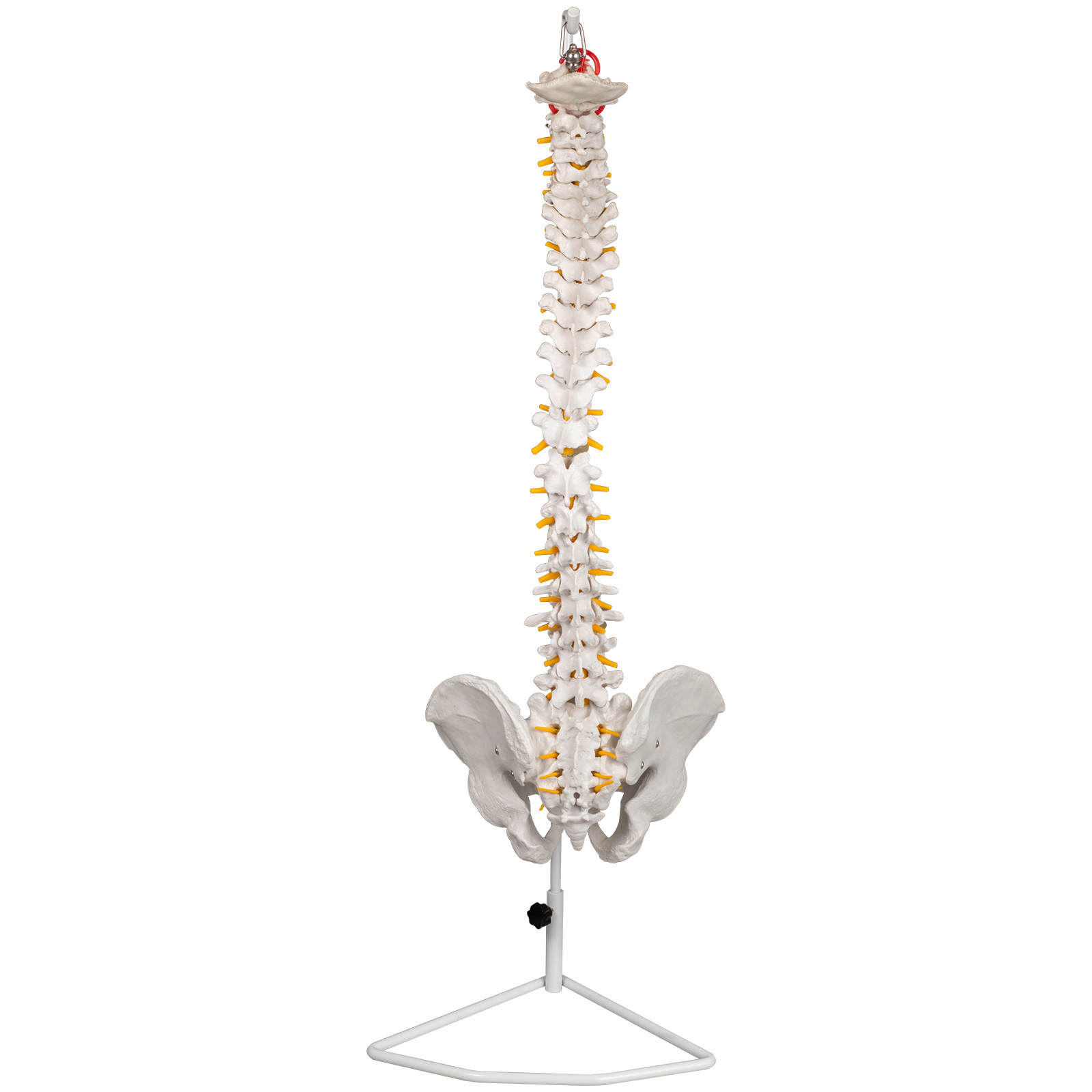 VEVOR White Vertebral Column Model 33inch Total Height Skeleton Spine ...