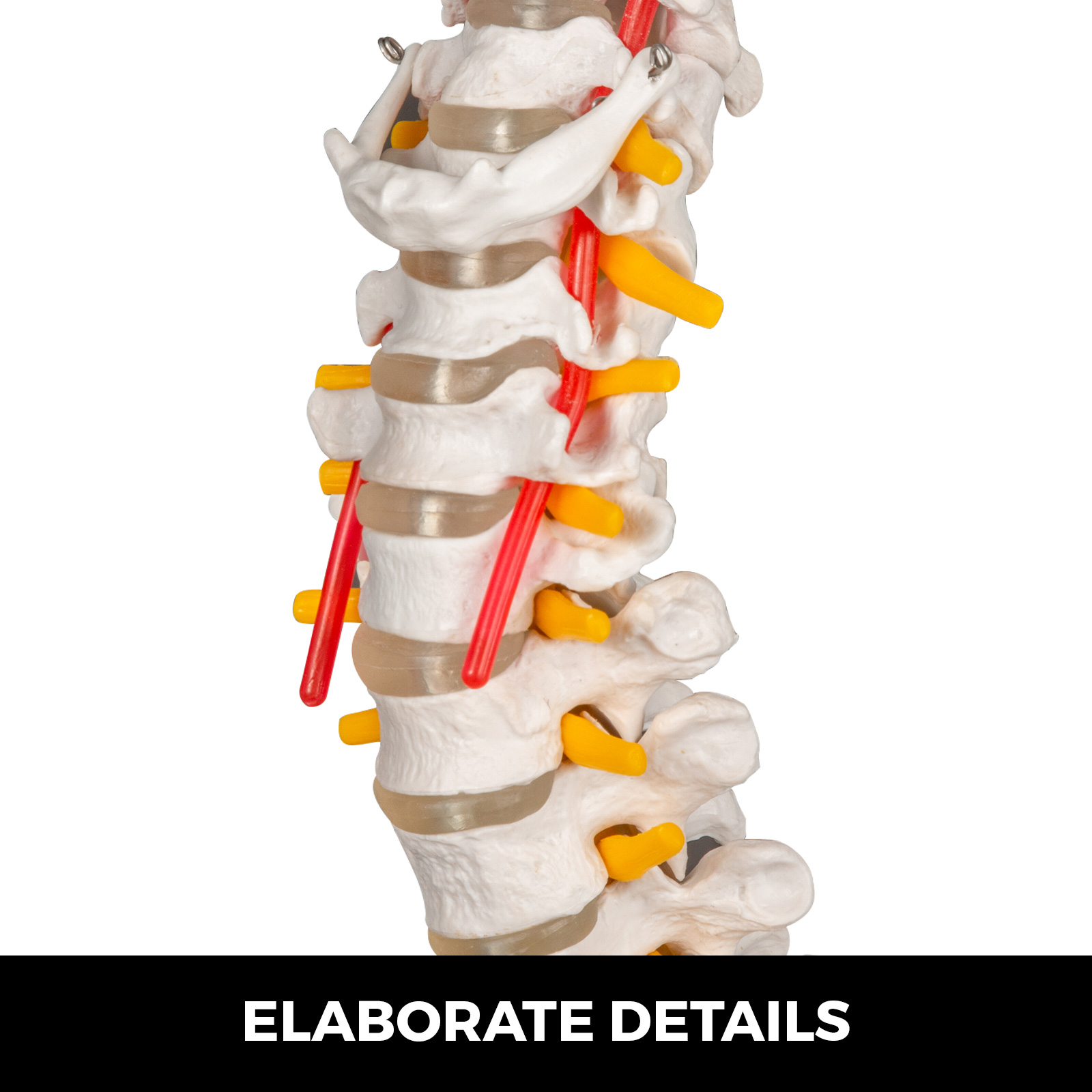 VEVOR White Vertebral Column Model 33inch Total Height Skeleton Spine ...