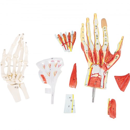 VEVOR Anatomical Hand Model Ligaments 7-Part Model Hand for Anatomy ...