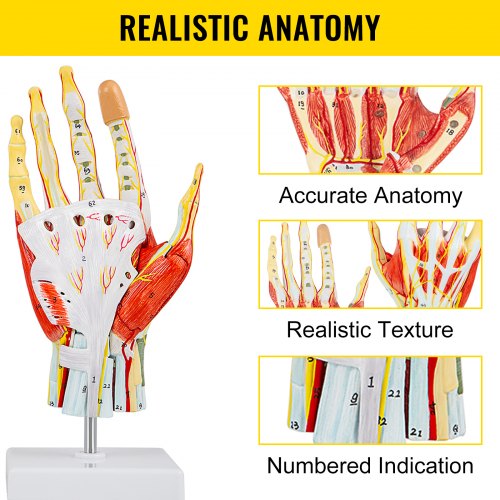 VEVOR Anatomical Hand Model Ligaments 7-Part Model Hand for Anatomy ...