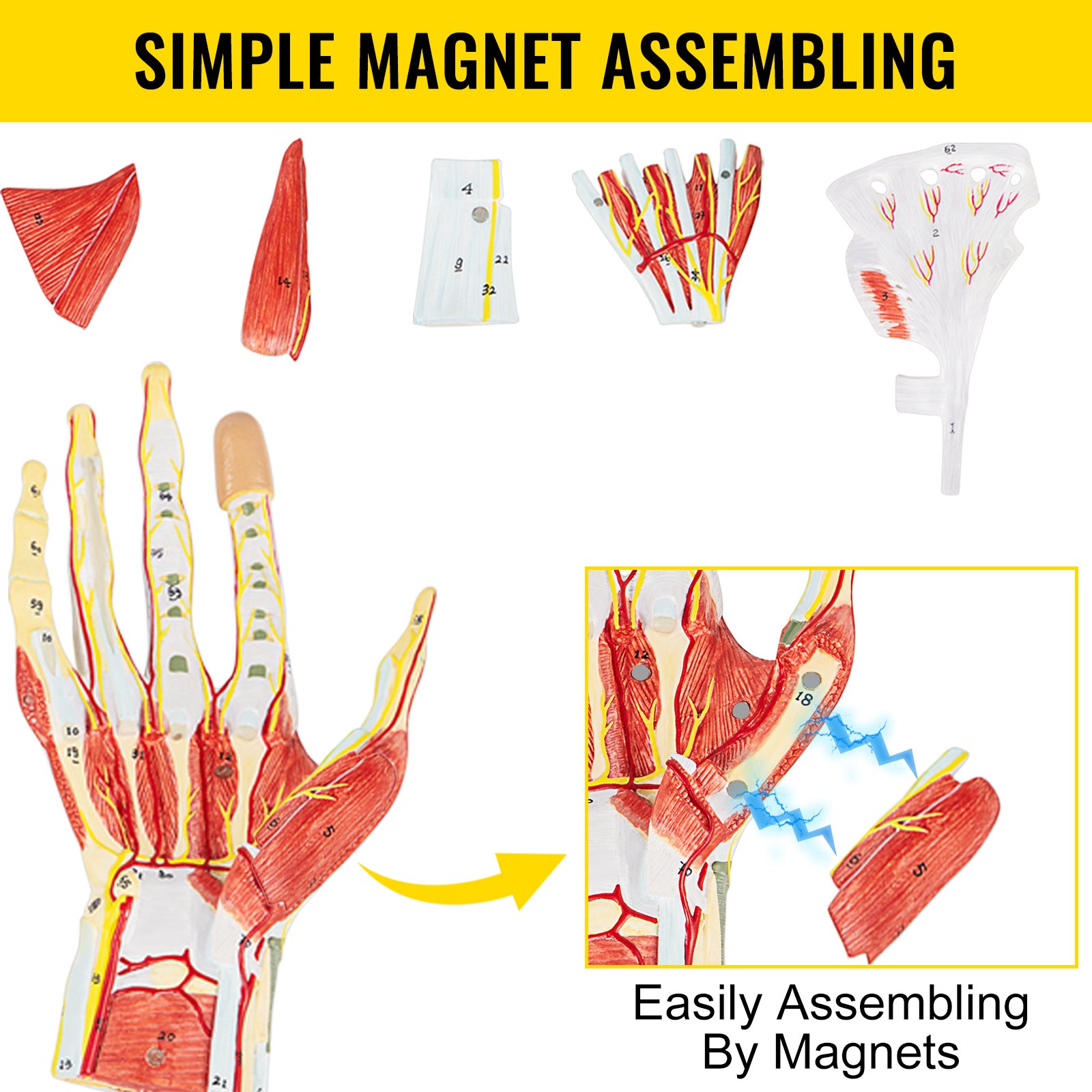 VEVOR Anatomical Hand Model Ligaments 7-Part Model Hand for Anatomy ...