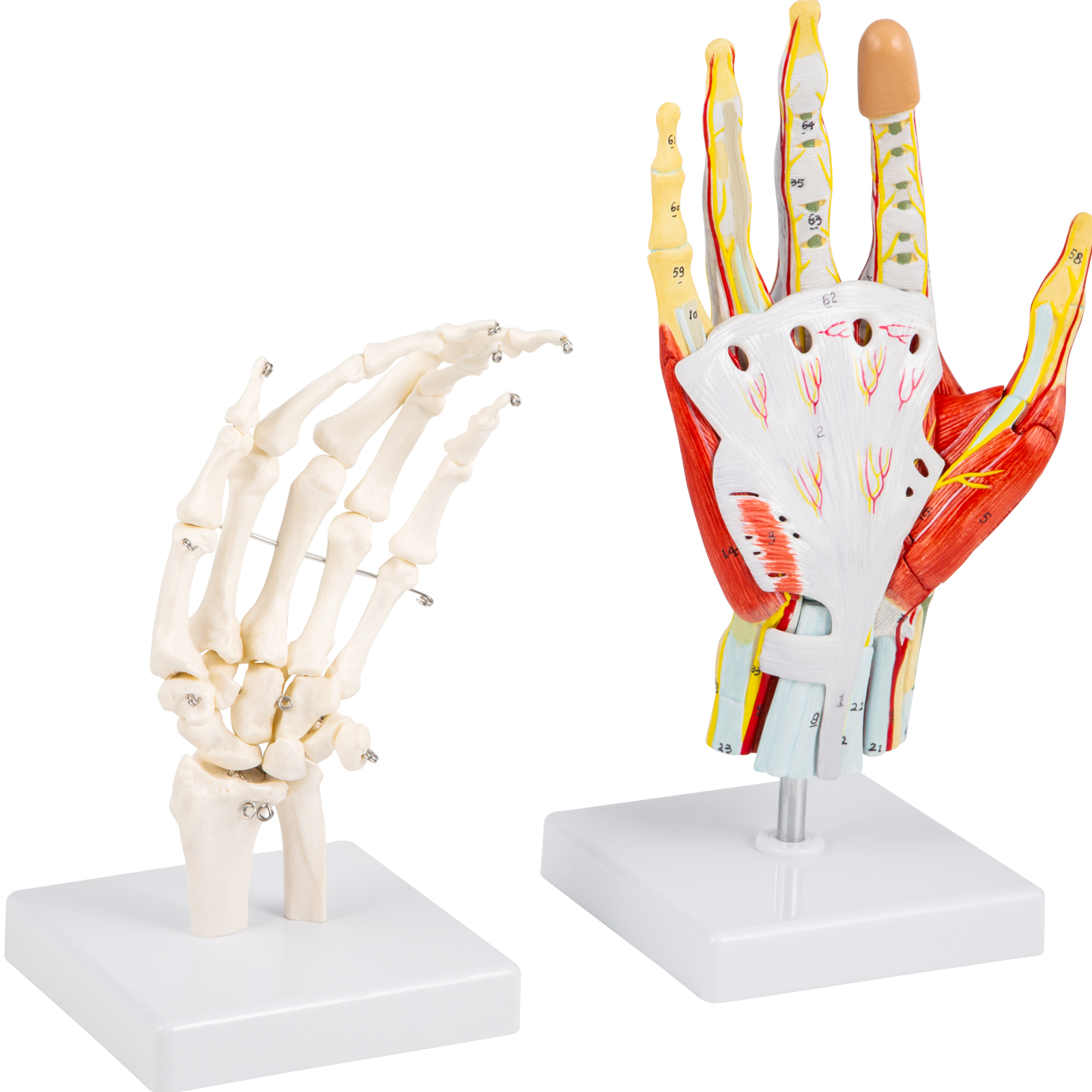 VEVOR Anatomical Hand Model Ligaments 7-Part Model Hand for Anatomy ...