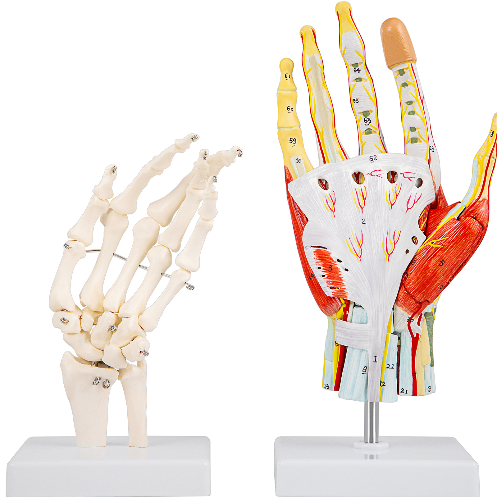 VEVOR Anatomical Hand Model Ligaments 7-Part Model Hand for Anatomy ...