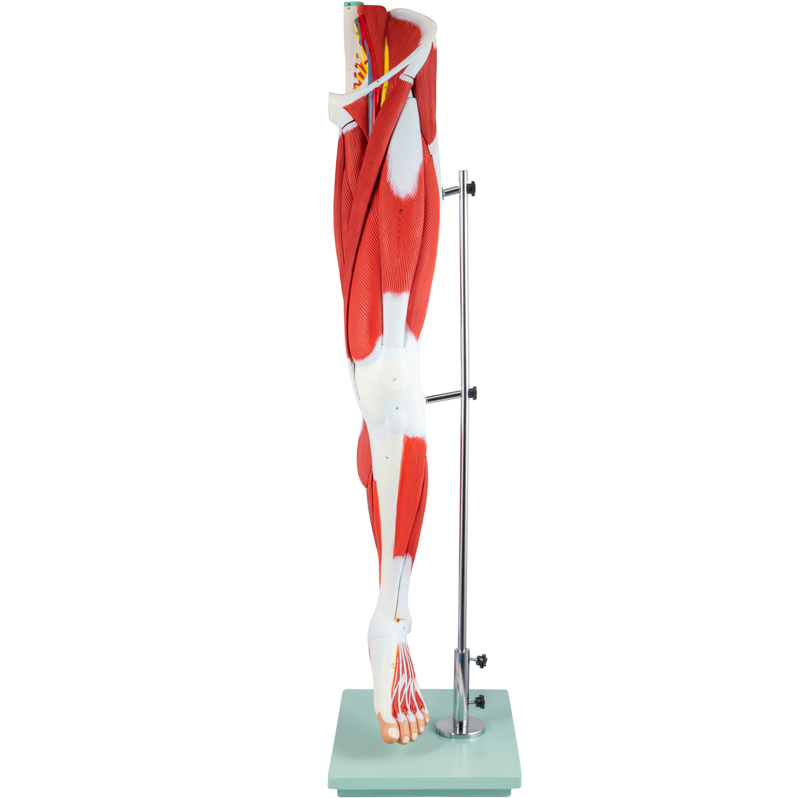 VEVOR Muscle Anatomy Leg Model, 13 Parts Lower Limb Muscle Model, Life ...