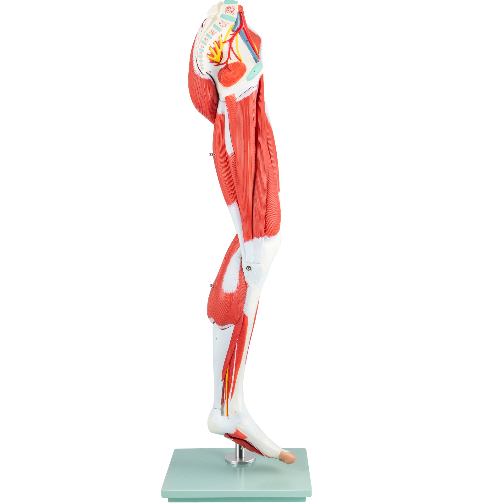 VEVOR Muscle Anatomy Leg Model, 13 Parts Lower Limb Muscle Model, Life ...