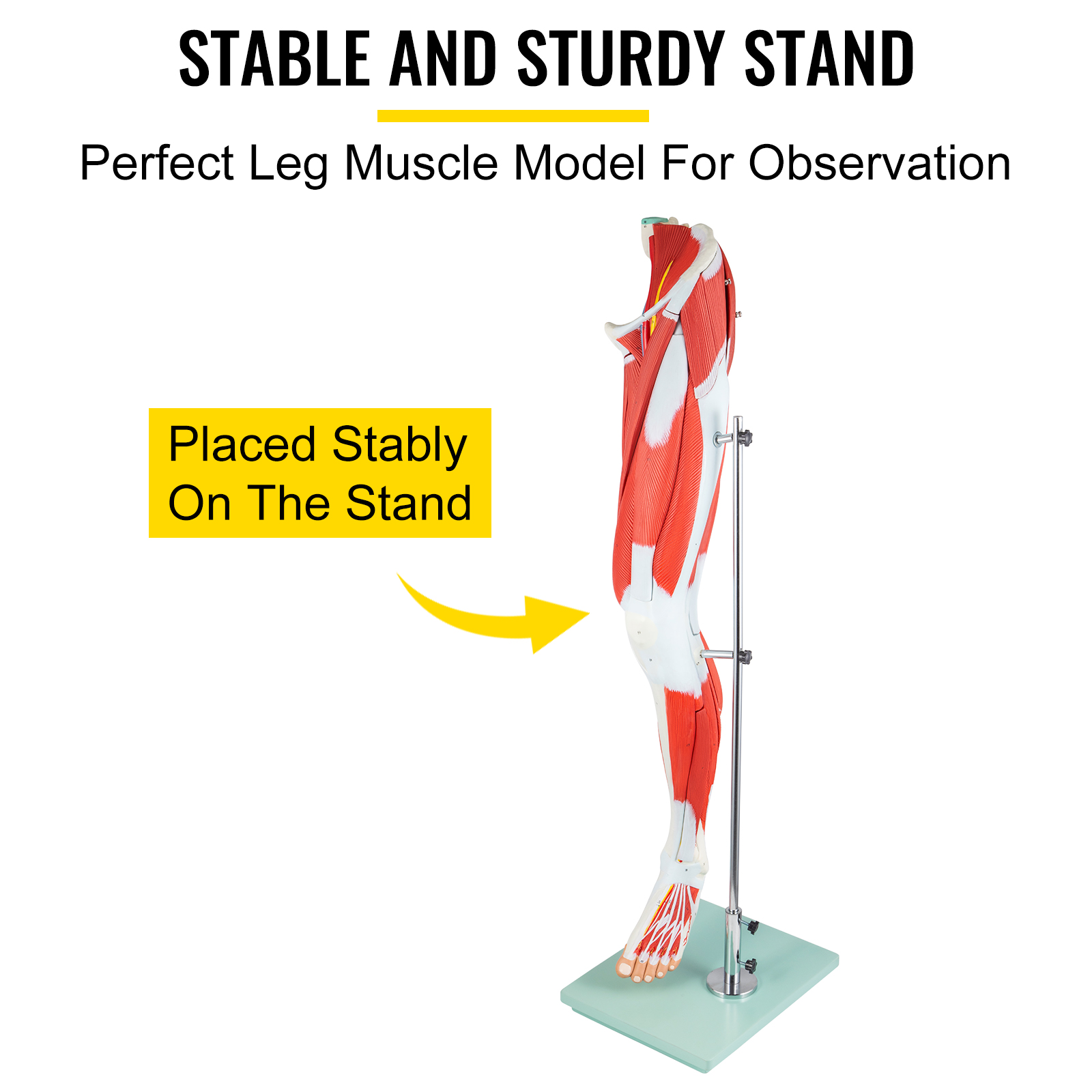 VEVOR Muscle Anatomy Leg Model, 13 Parts Lower Limb Muscle Model, Life ...