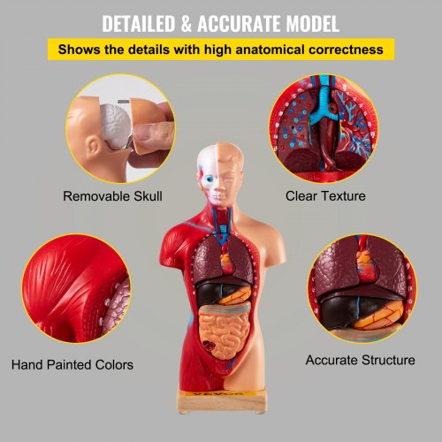 VEVOR Anatomical Human Torso Body Model 11 Inch 15 Parts for Teaching ...