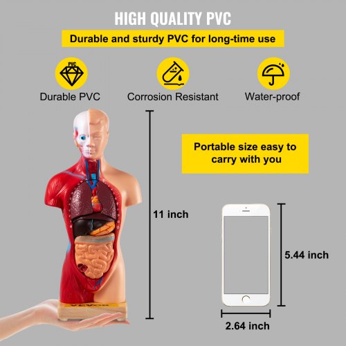 VEVOR Anatomical Human Torso Body Model 11 Inch 15 Parts for Teaching ...