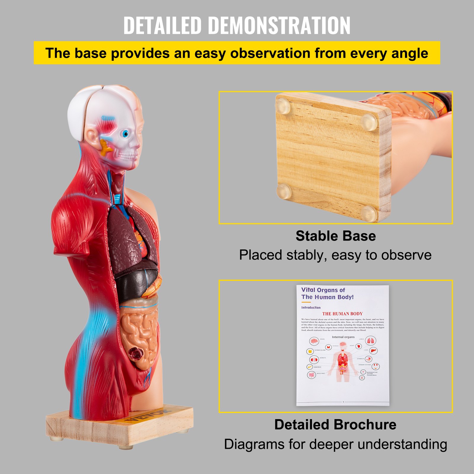 VEVOR Anatomical Human Torso Body Model 11 Inch 15 Parts for Teaching ...